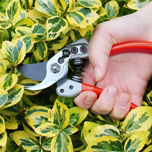 Darlac Expert Bypass Small Pruner DP1033